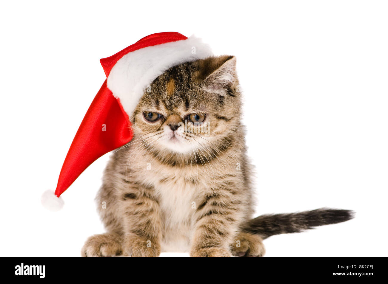 Stripy tier -Fotos und -Bildmaterial in hoher Auflösung – Alamy