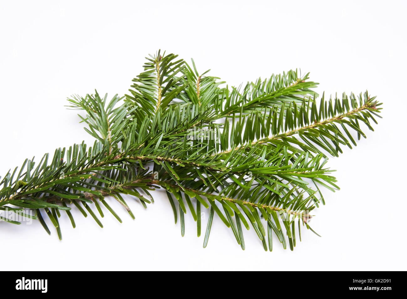 Tanne tannen Ausgeschnittene Stockfotos und -bilder - Alamy