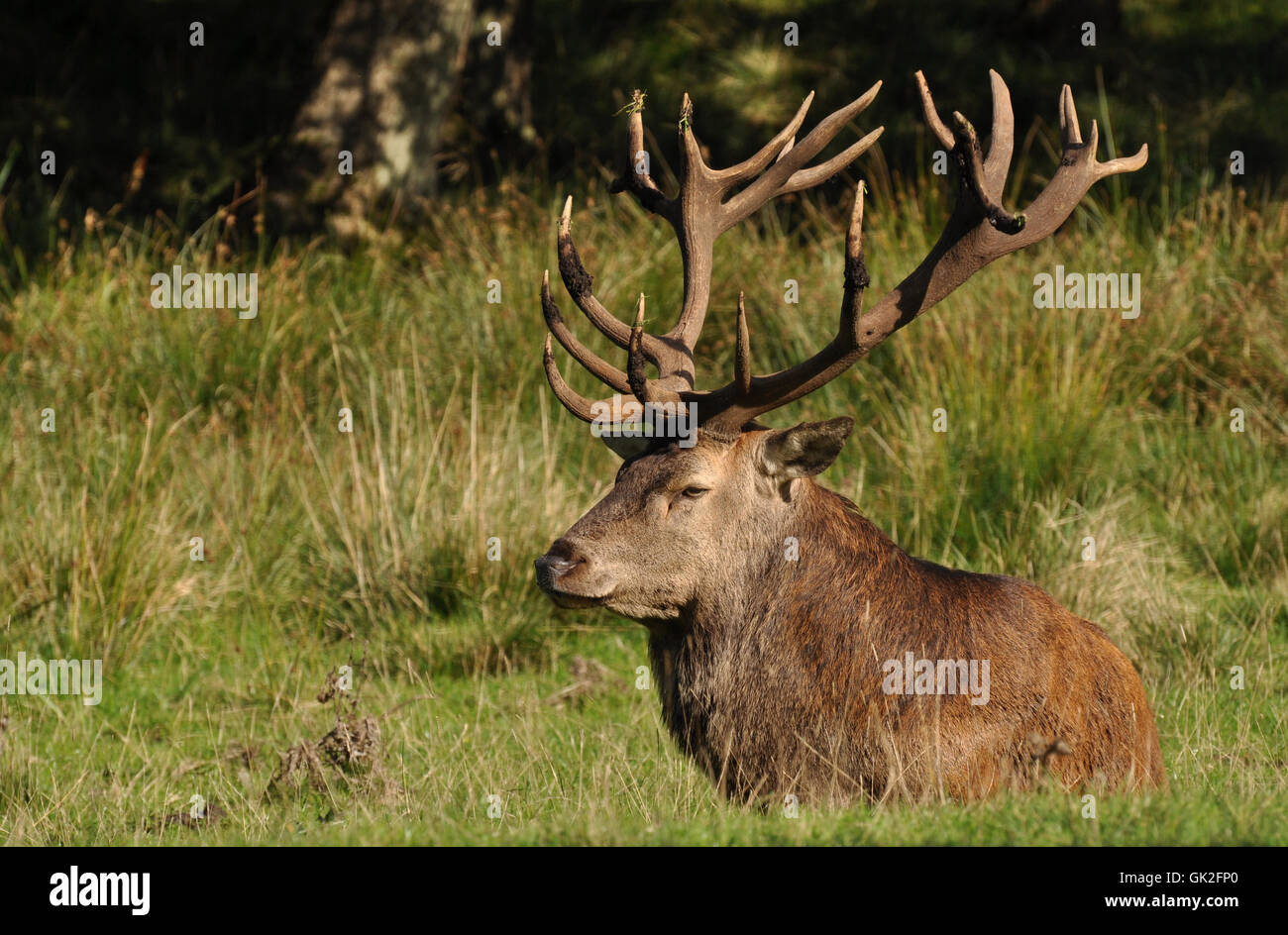 Liegender hirsch -Fotos und -Bildmaterial in hoher Auflösung – Alamy