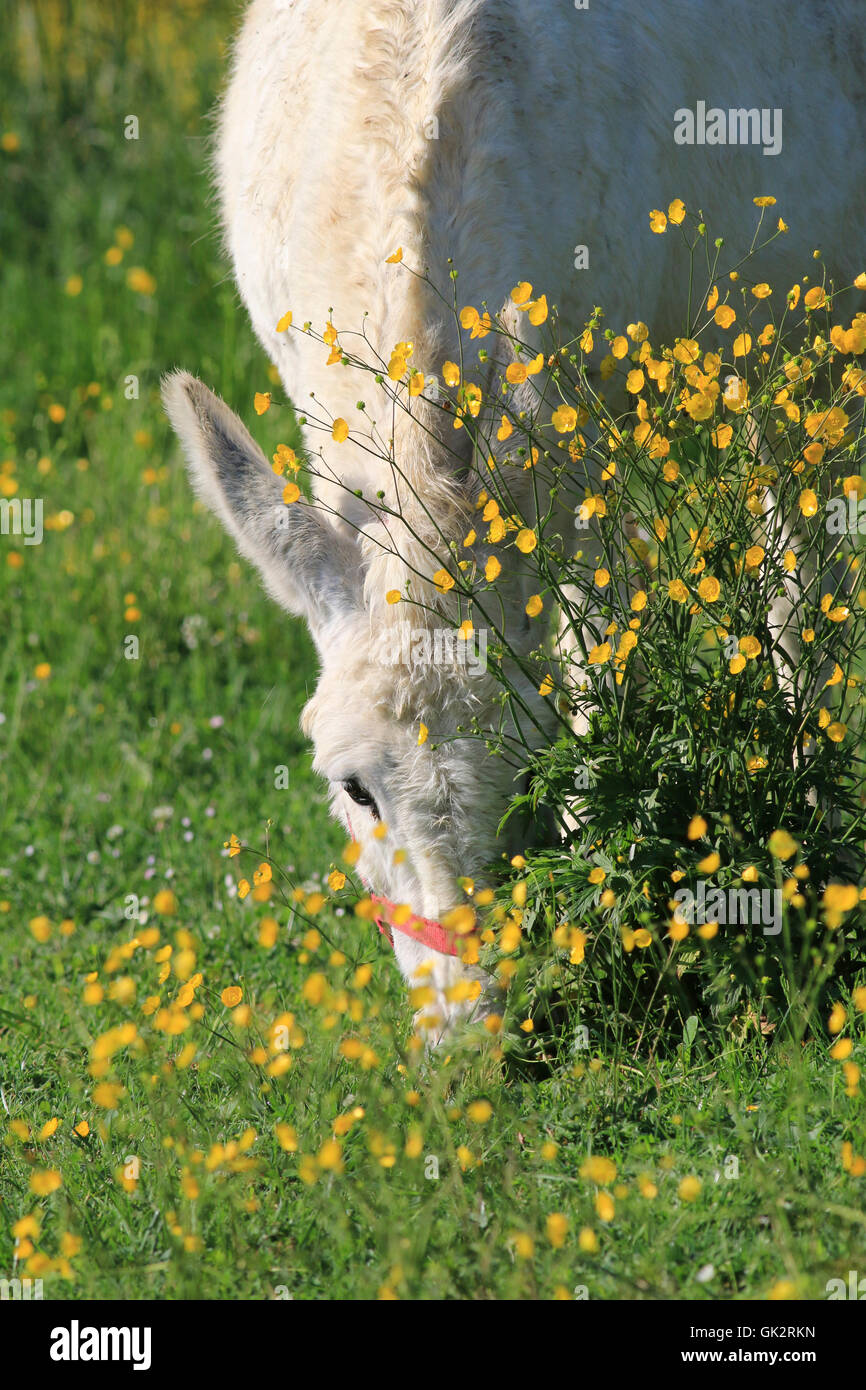 Esel essen butterblumen -Fotos und -Bildmaterial in hoher Auflösung – Alamy