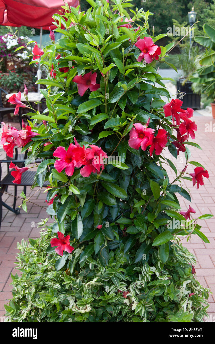 Mandevilla klettern -Fotos und -Bildmaterial in hoher Auflösung – Alamy
