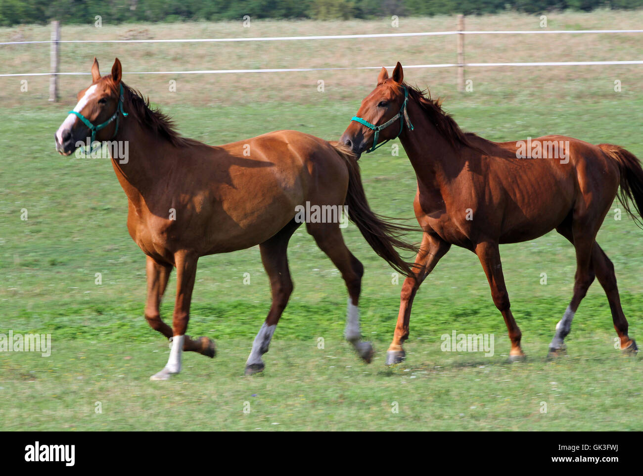 Gepflegtes arabisches pferd -Fotos und -Bildmaterial in hoher Auflösung ...