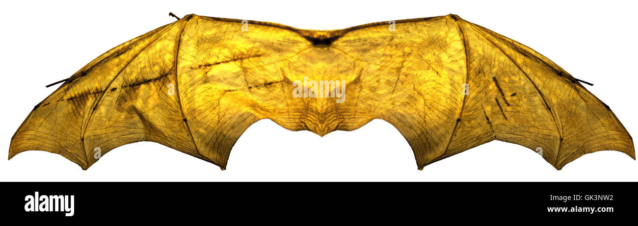 Vampire bat bite -Fotos und -Bildmaterial in hoher Auflösung – Alamy