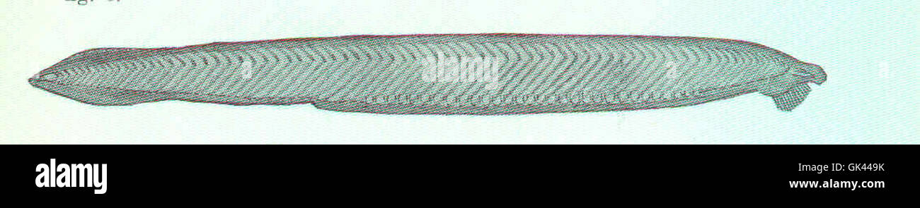 Epigonichthys bassanus, auch bekannt als bassan’s Goby, ist eine ...