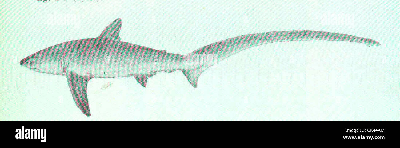 Alopias Vulpinus Stockfotos und -bilder Kaufen - Alamy