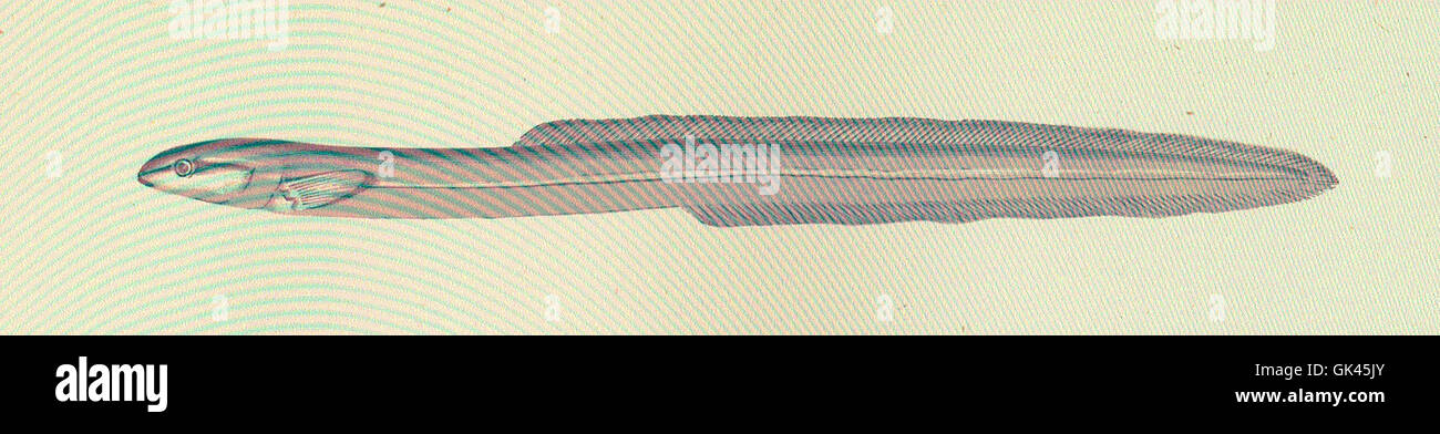 Den aal zeichnen -Fotos und -Bildmaterial in hoher Auflösung – Alamy