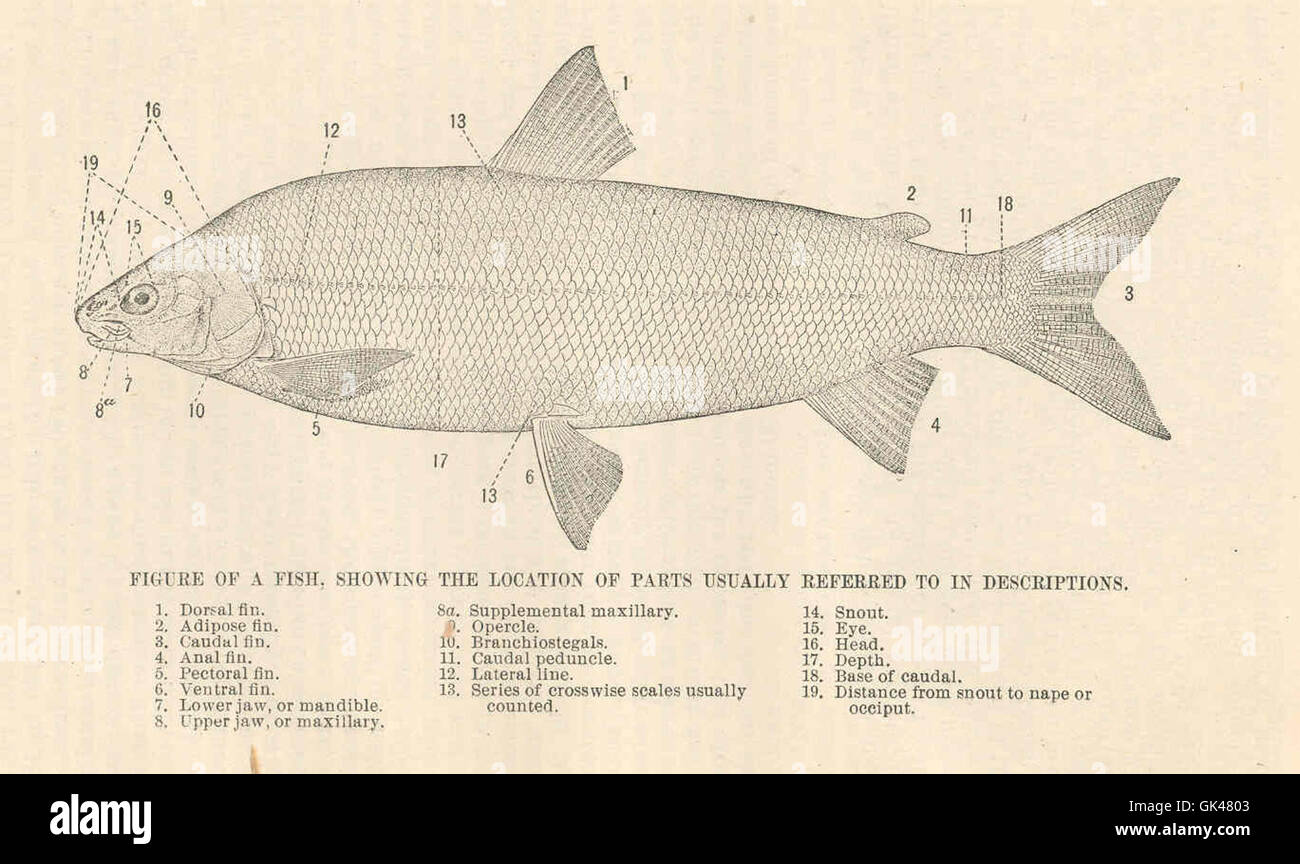Dieses Diagramm zeigt die anatomischen Merkmale eines Fisches ...