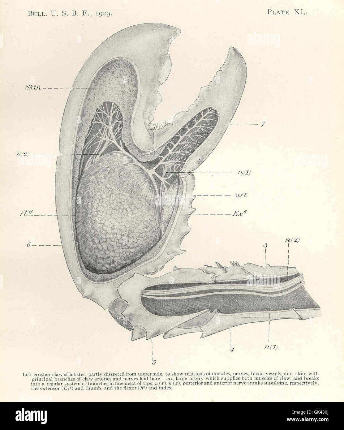 Dieses Bild zeigt die linke Zerkleinerungsklaue eines Hummer, die ...