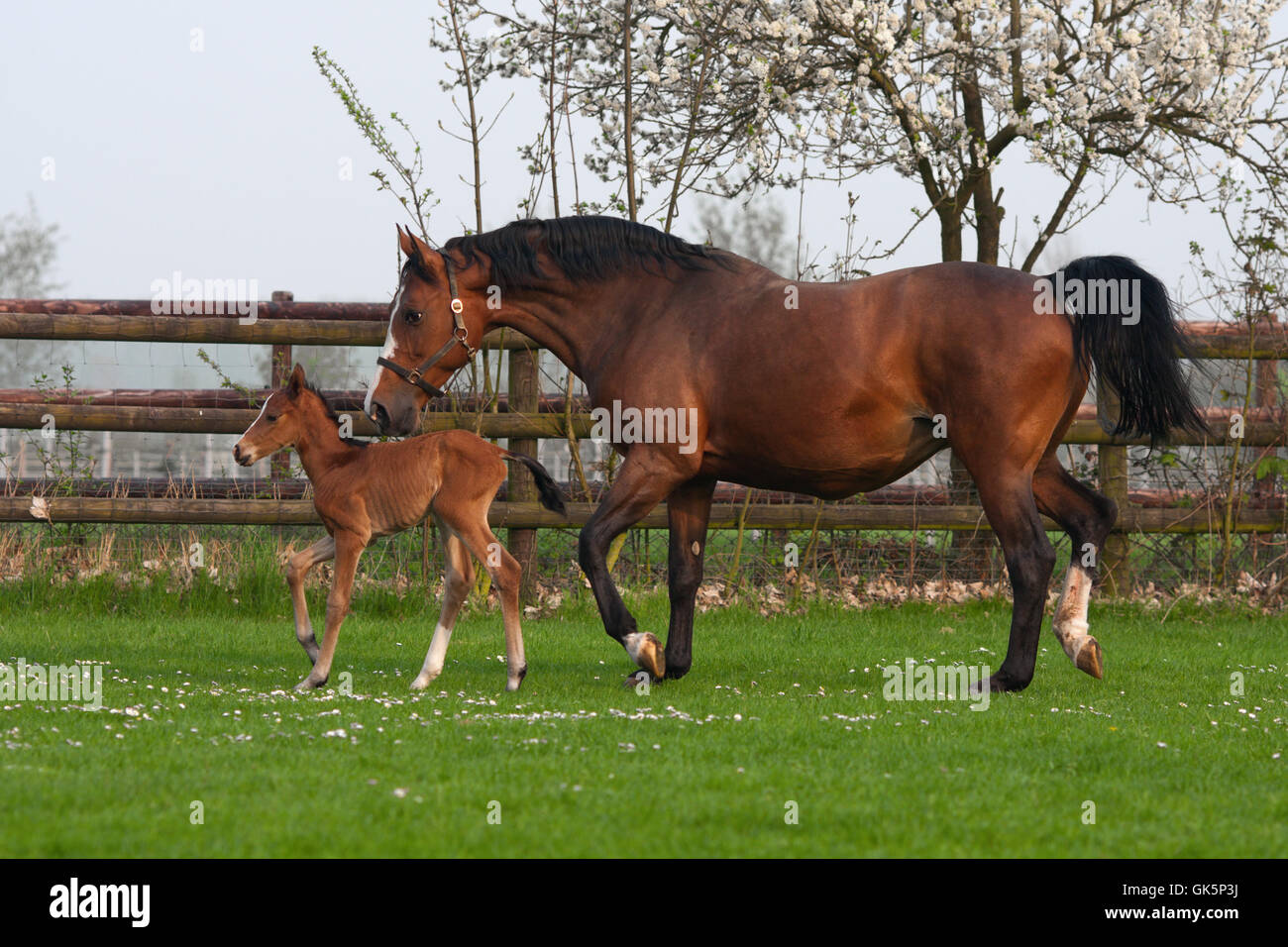 Baby pferd -Fotos und -Bildmaterial in hoher Auflösung – Alamy