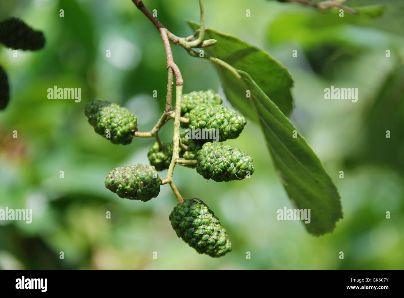 Fruits tree -Fotos und -Bildmaterial in hoher Auflösung – Alamy