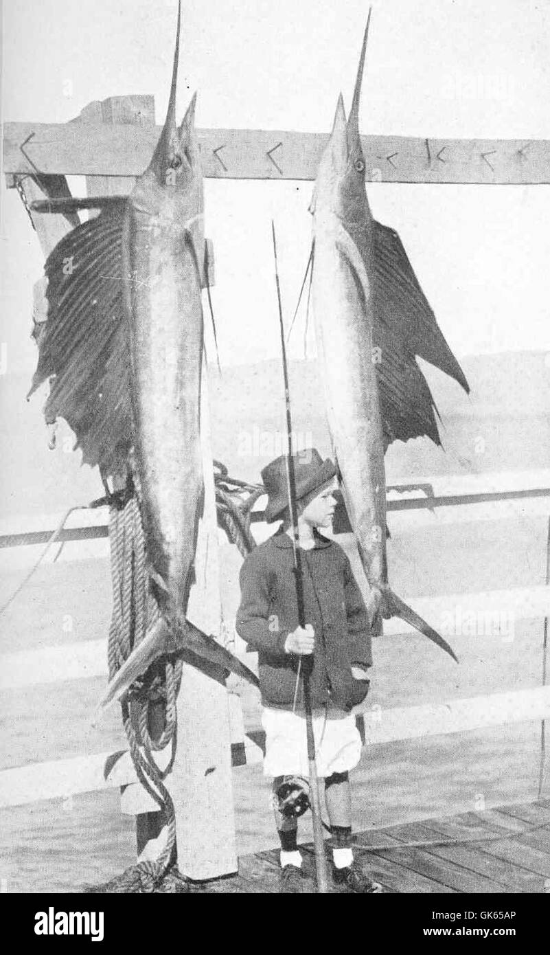 Pazifischer segelfisch und atlantischer segelfisch -Fotos und ...