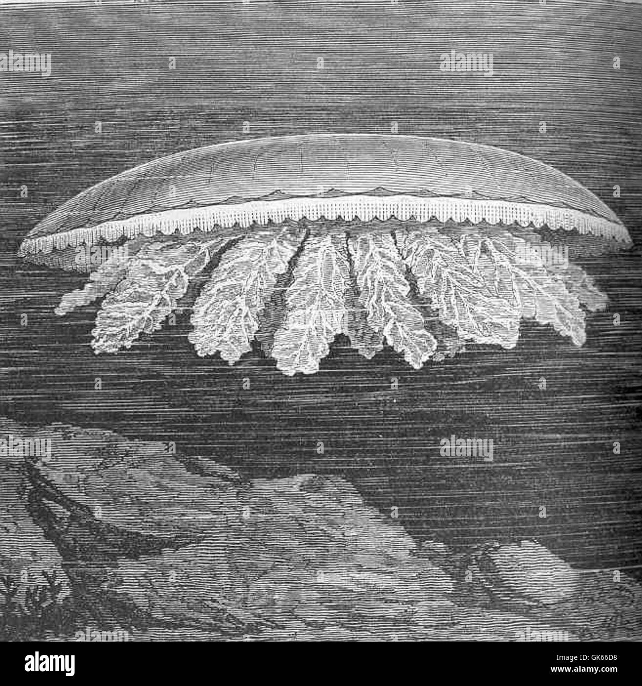 Cassiopea andromeda -Fotos und -Bildmaterial in hoher Auflösung – Alamy