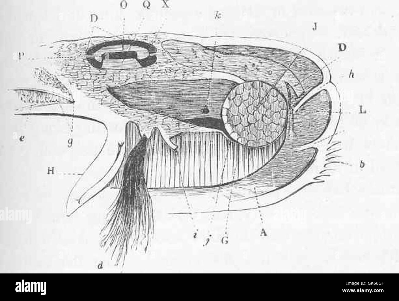Am eileiter -Fotos und -Bildmaterial in hoher Auflösung – Alamy