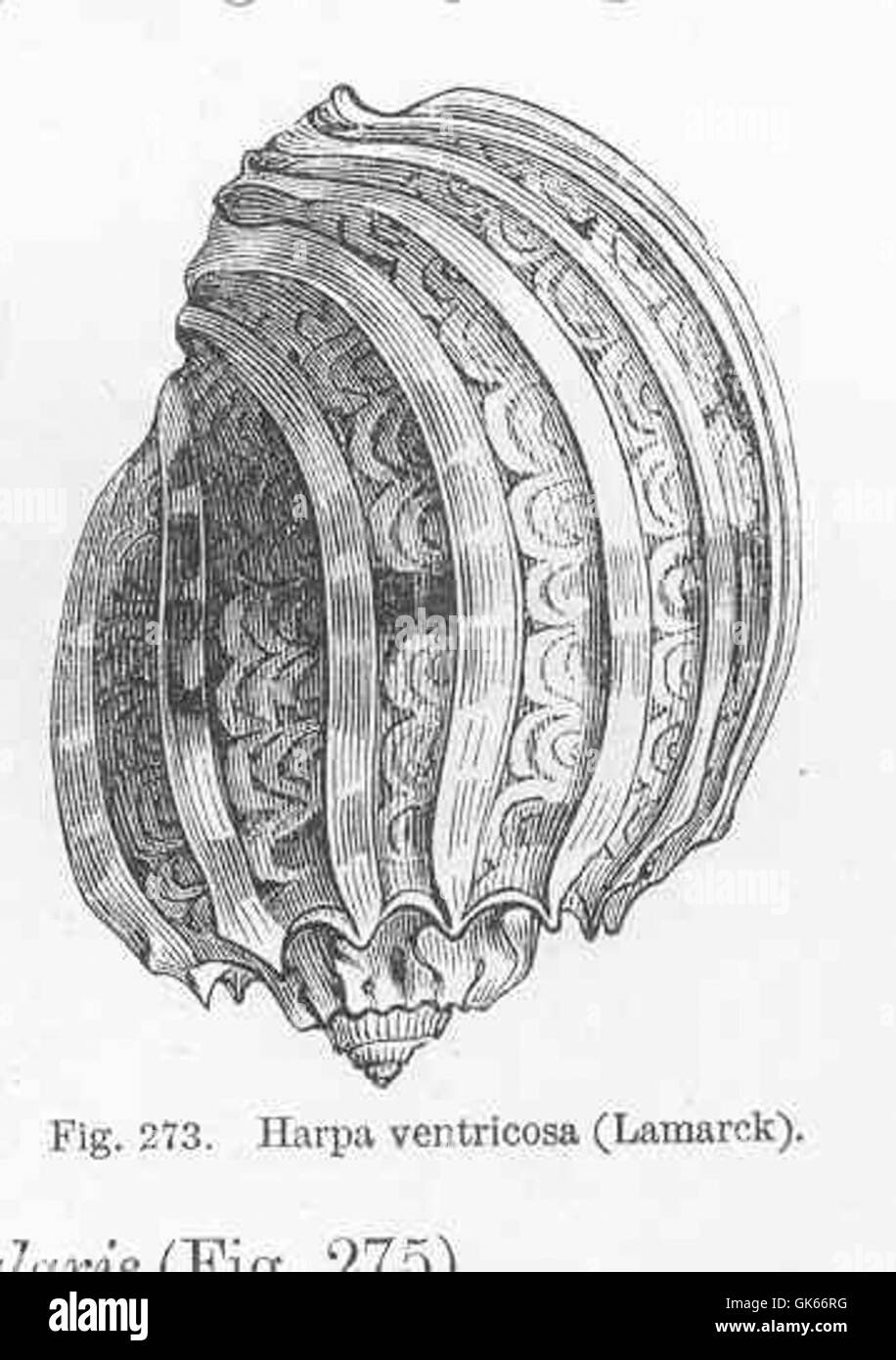 Harpa ventricosa lamarck -Fotos und -Bildmaterial in hoher Auflösung ...