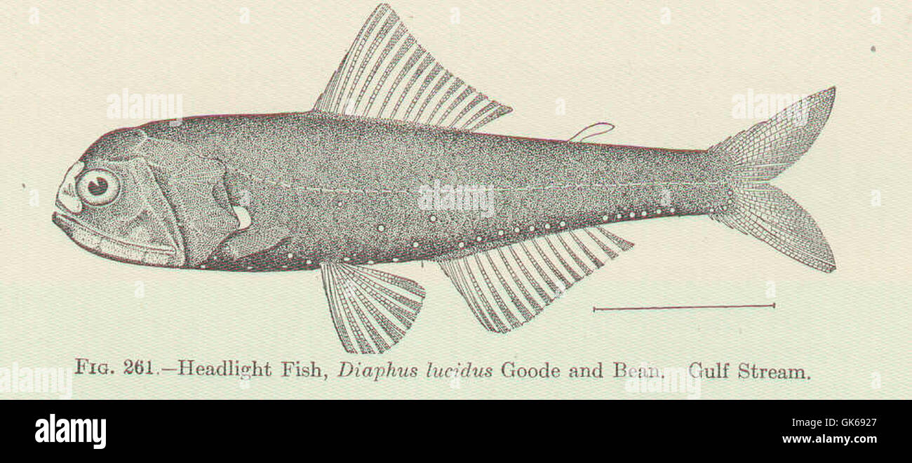 51798 Scheinwerfer Fisch, Diaphus Lucidus Goode und Bean Golfstrom ...