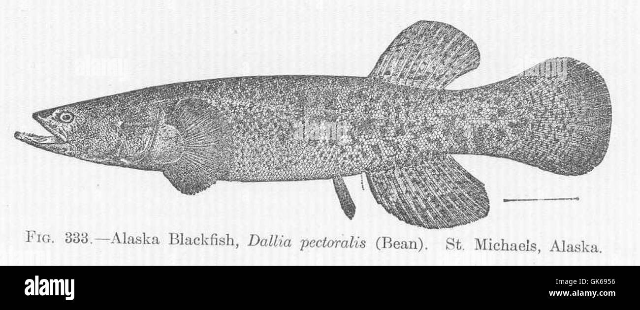 Dallia pectoralis -Fotos und -Bildmaterial in hoher Auflösung – Alamy