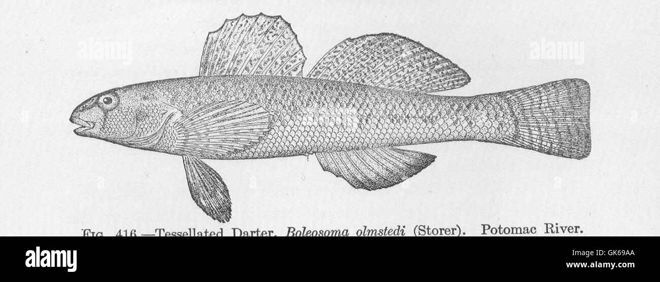 Der Tessellated Darter, Boleosoma olmstedi, ist ein kleiner ...