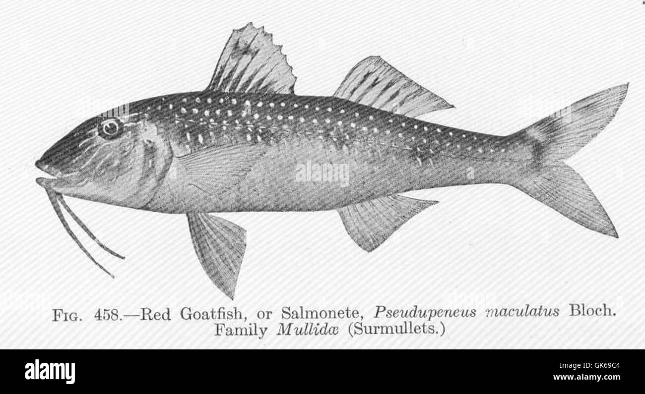 52030 rot Goatfish oder Salmonete, Pseudupeneus Maculatus Bloch Familie ...