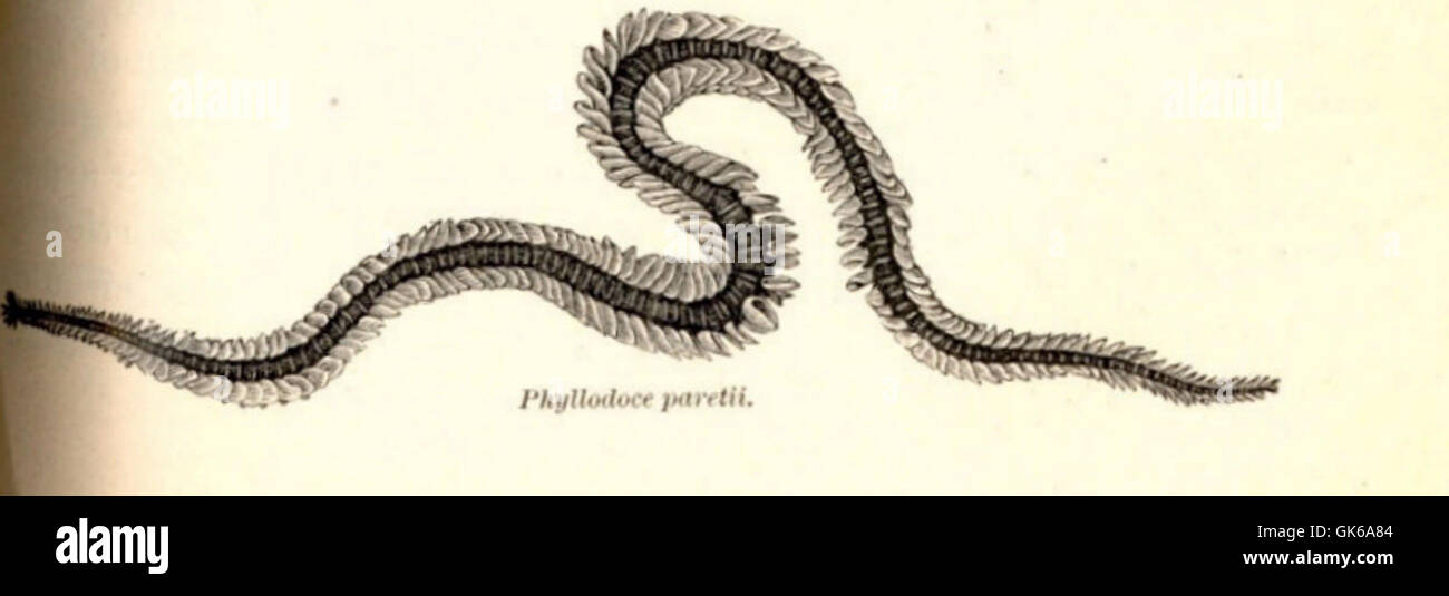 Phyllodoce paretii ist eine Art von Polychaätenwurm, die in ...