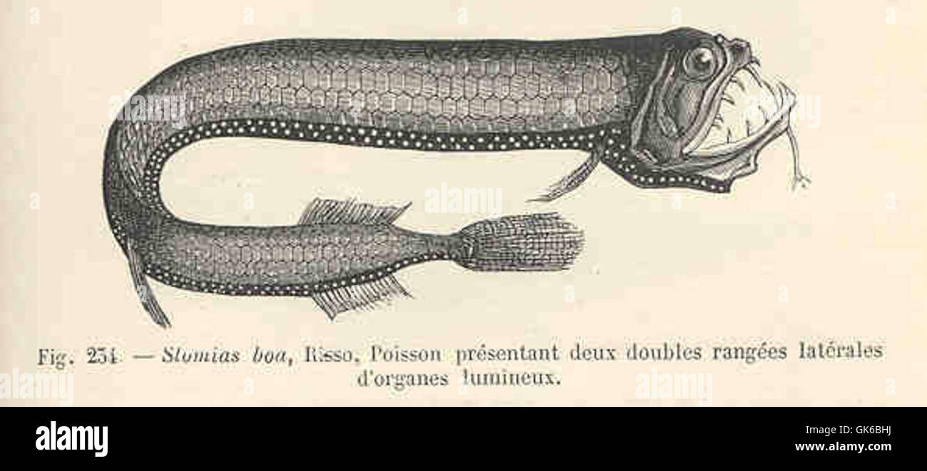34610 Stomias Boa, Risso, Poisson Presentant Deux verdoppelt Rangees ...