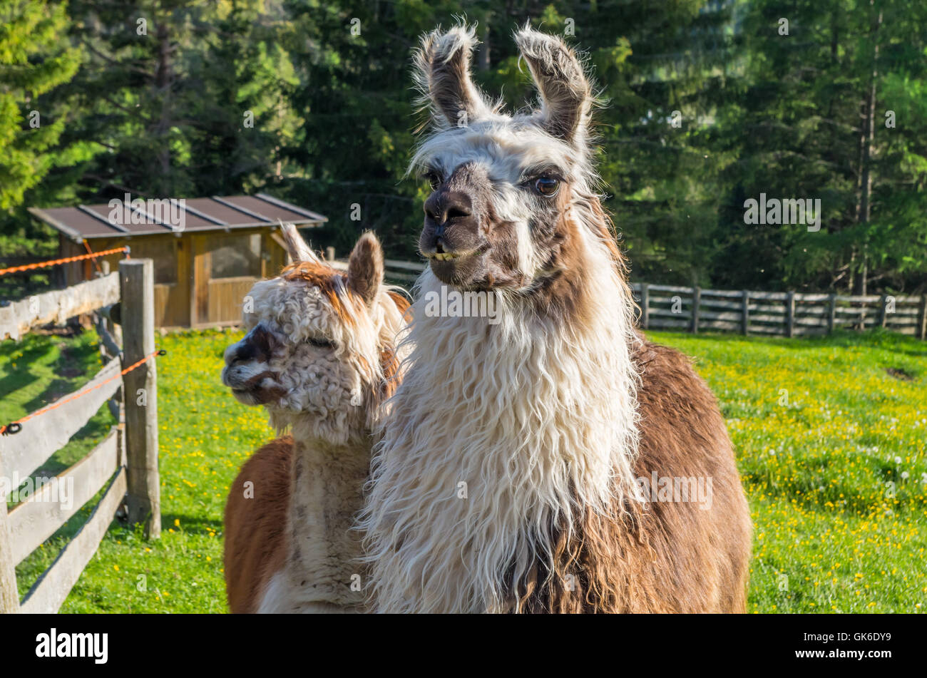 Lamas gruppe -Fotos und -Bildmaterial in hoher Auflösung – Alamy