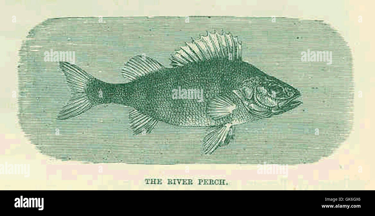 Flussbarsche (Percopsis omiscomaycus) sind Süßwasserfische, die in ...