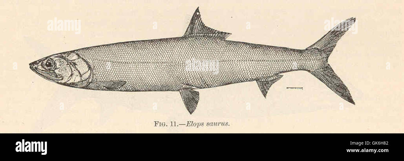 38040 Elops Saurus Linnaeus 'Piojo'; Matajuelo Real; Chiro; Lisa ...