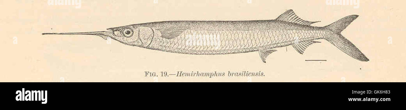38041 Hemirhamphus Brasillicusis (Linnaeus) "Balaju"; Balao; Escribano ...
