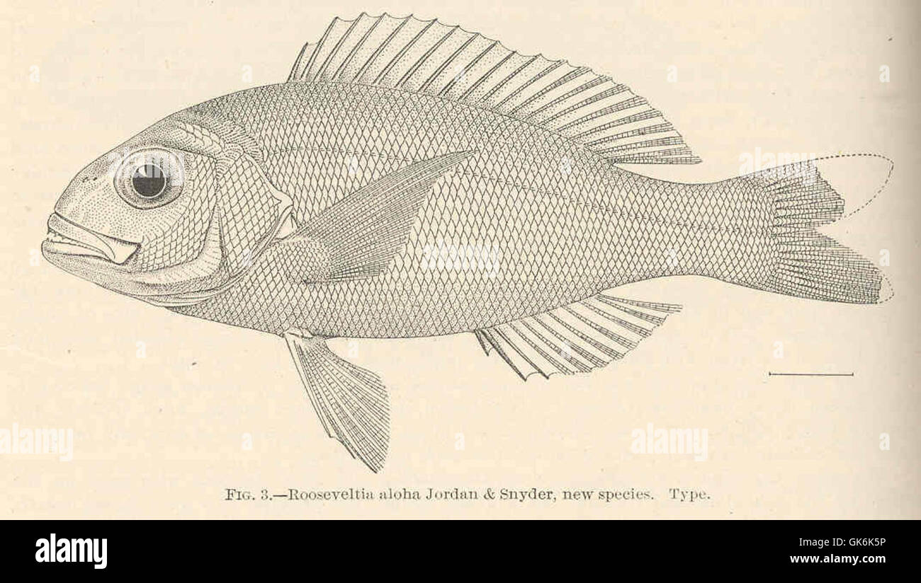 Rooseveltia aloha, eine neue Art, die von Jordan & Snyder identifiziert ...