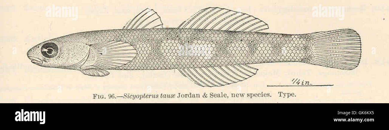 Sicyopterus tauae, eine neu identifizierte Süßwasserfischart, wird hier ...