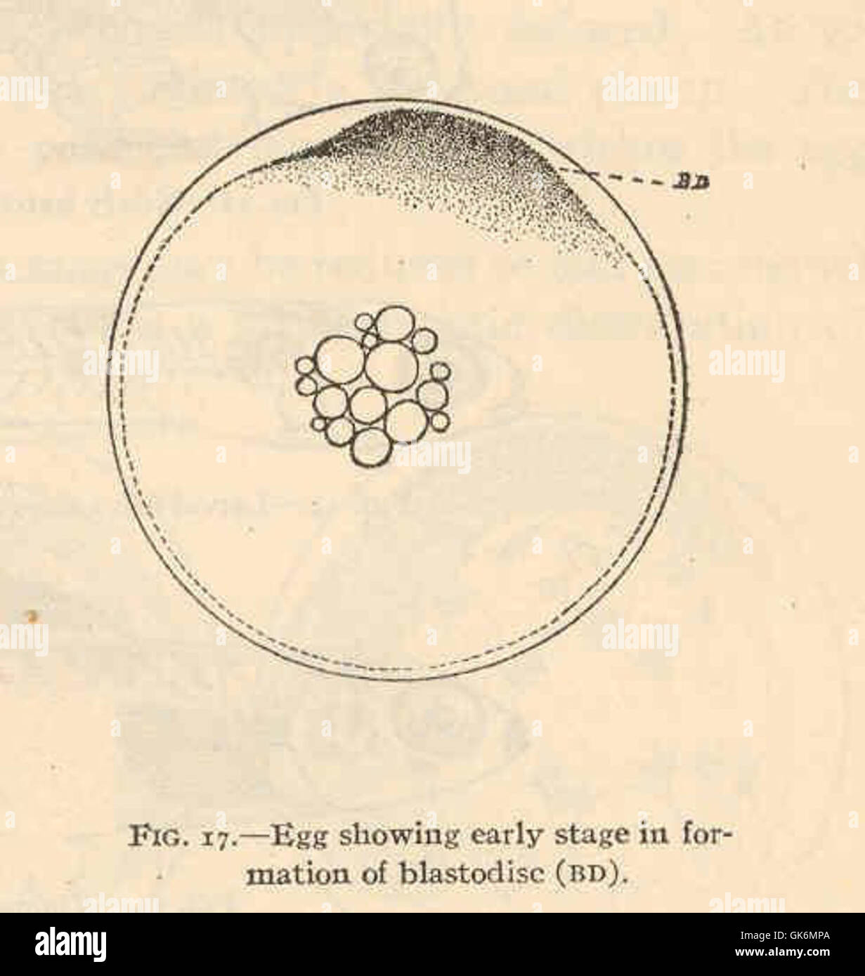 Lucania parva, auch bekannt als der kleinste Killifish, zeigt sich in ...