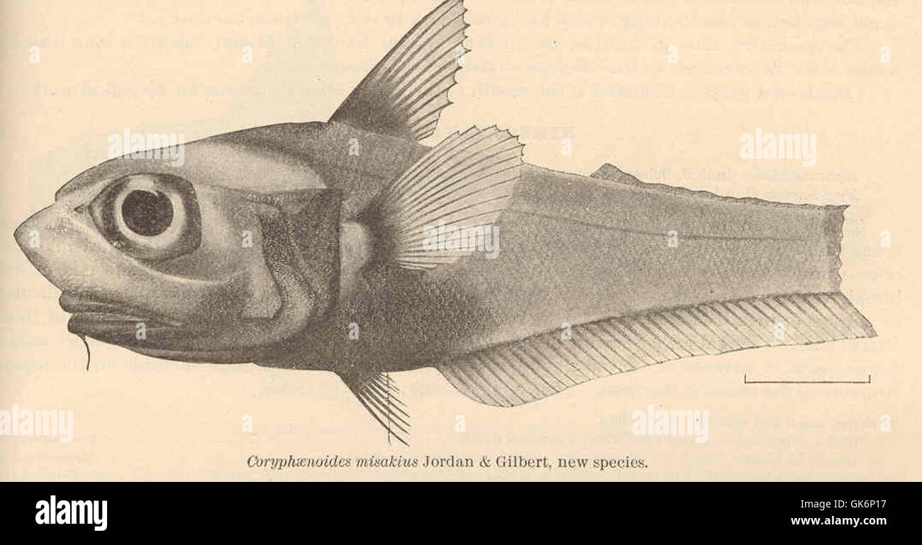 Coryphaenoides misakius, eine neu von Jordanien und Gilbert ...