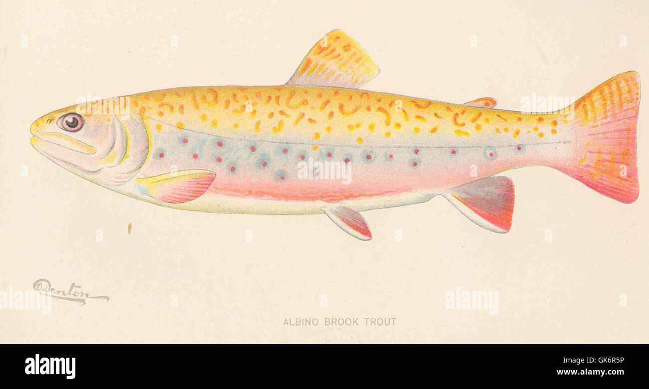 Riesen Albino Forelle