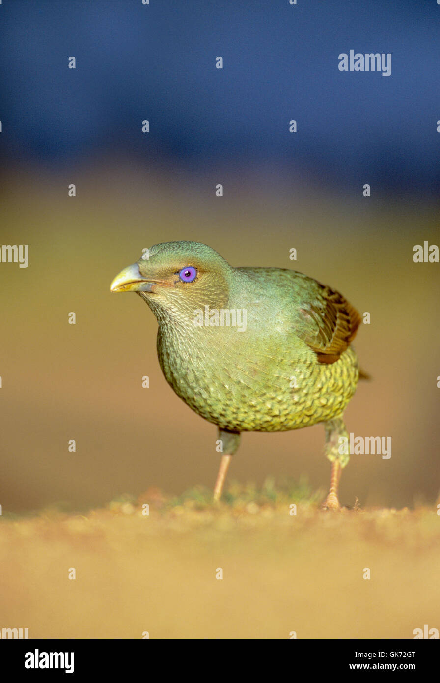 Mã¤nnlicher australischer vogel -Fotos und -Bildmaterial in hoher ...