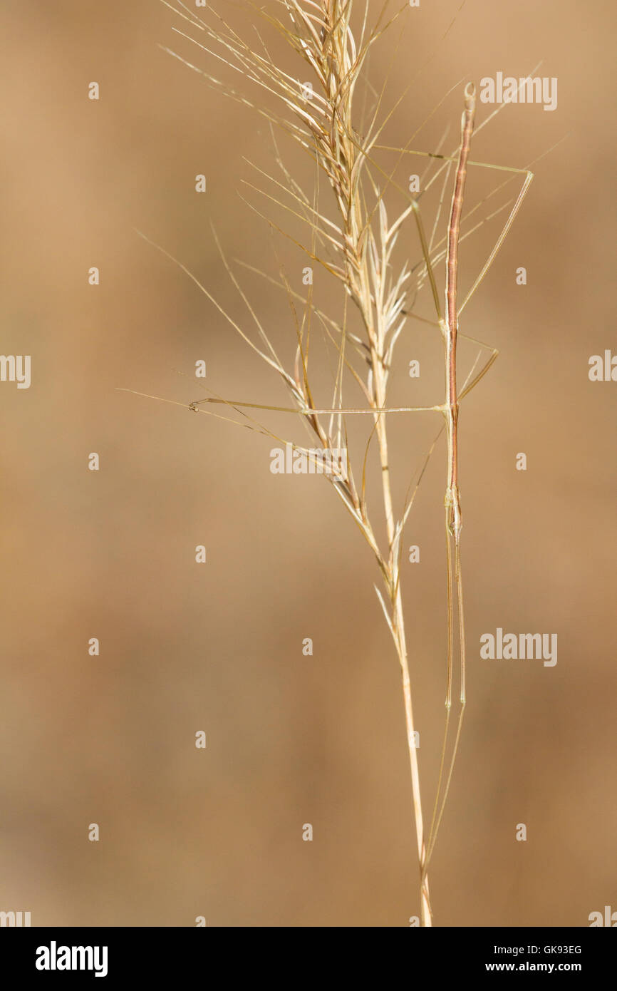 Wild Stick Insect (Bacillus rossius), eine kryptische Männchen auf ...