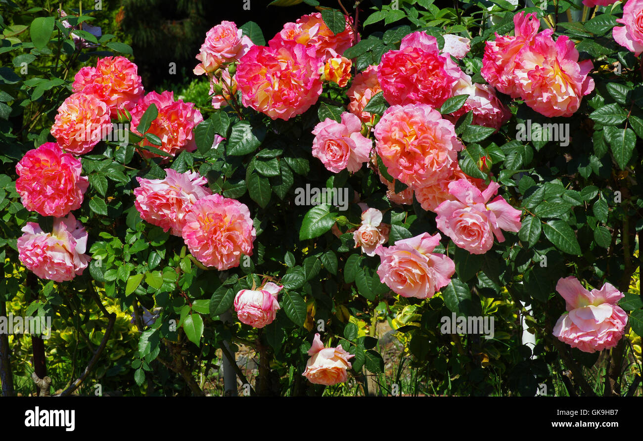 Erstaunlich Rosenstrauch Lilly Rose Bild