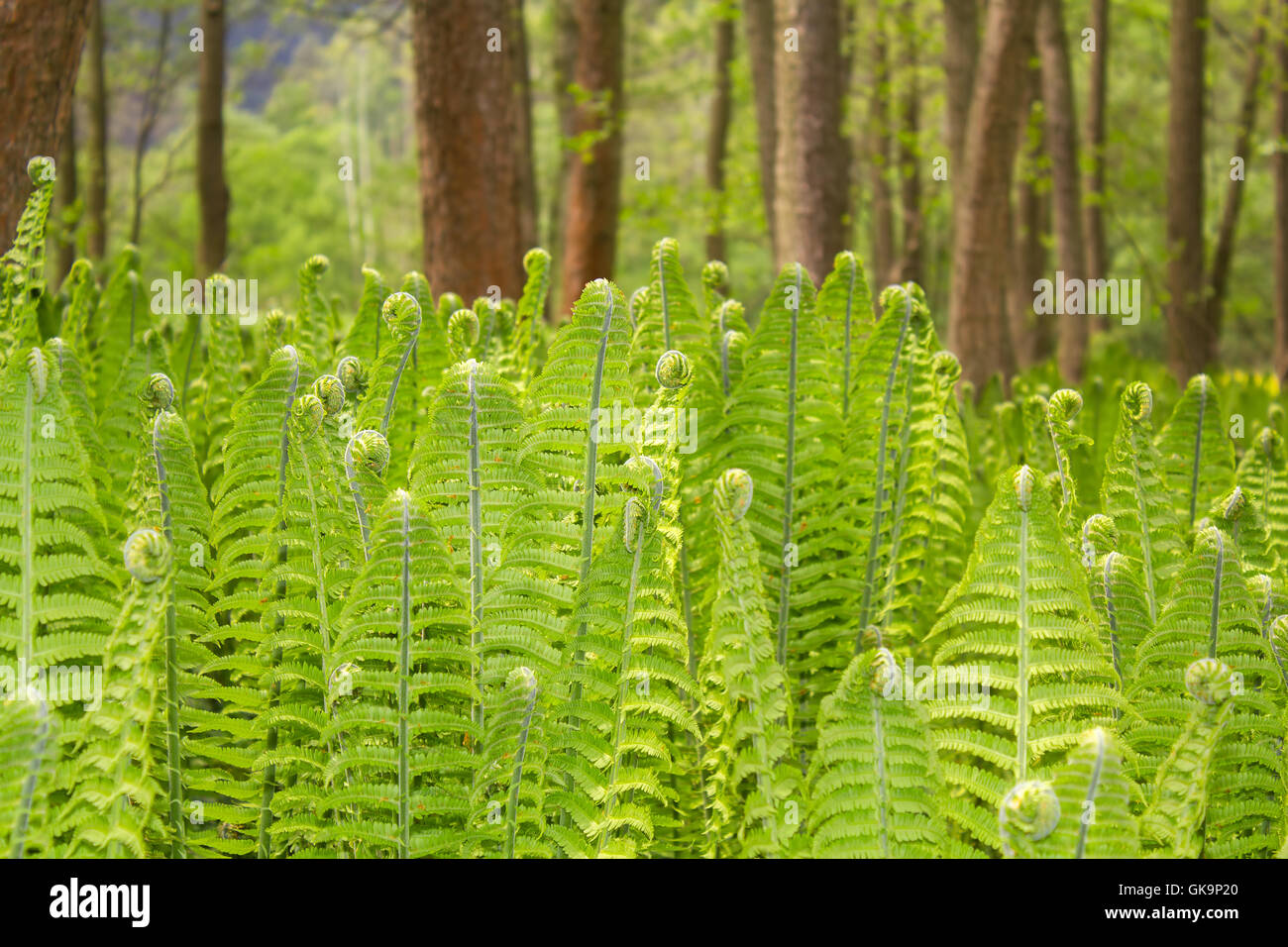 Farn lebt -Fotos und -Bildmaterial in hoher Auflösung – Alamy