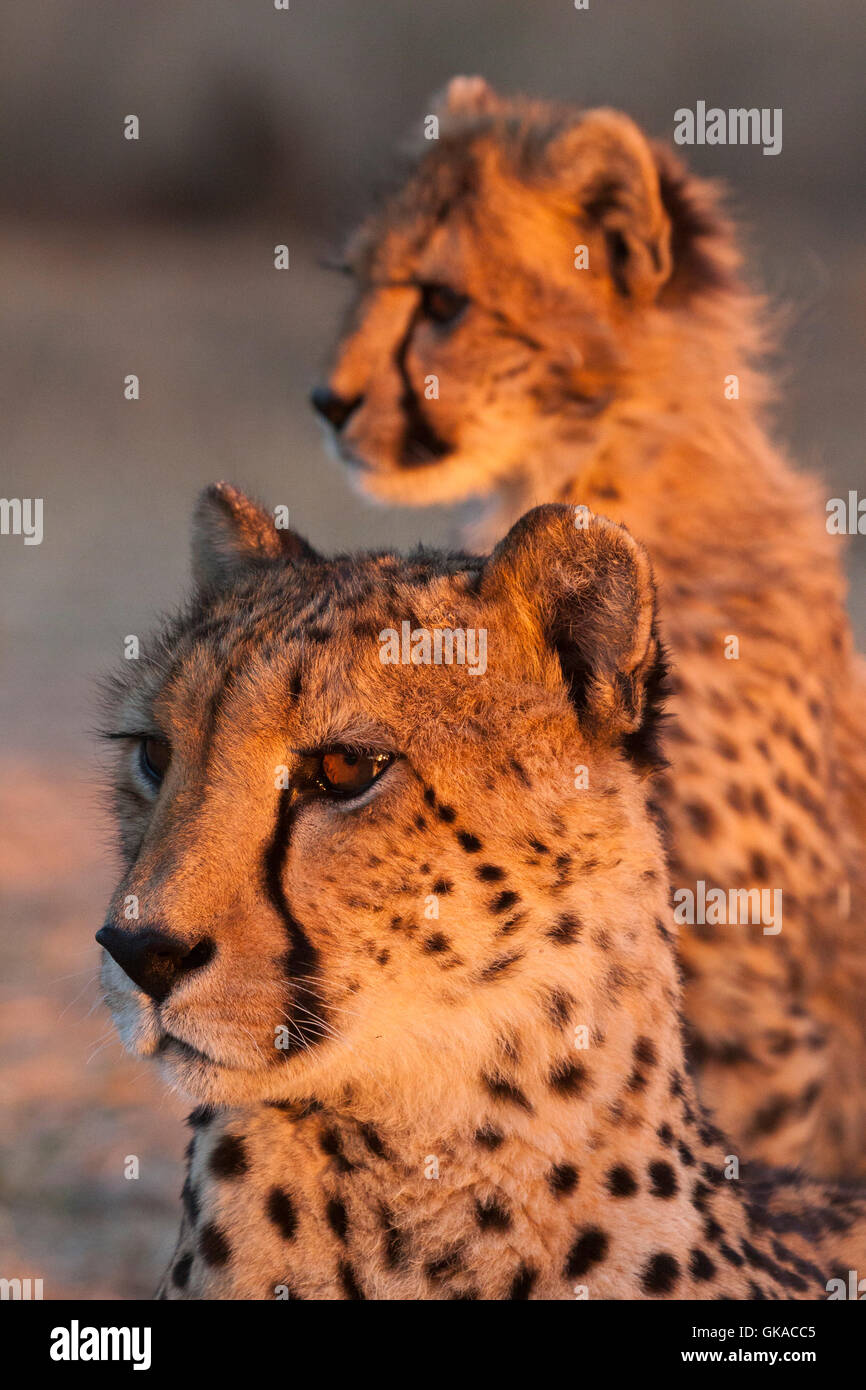 junge Geparden (Acinonyx Jubatus) mit Geparden Mutter in abendlich ...