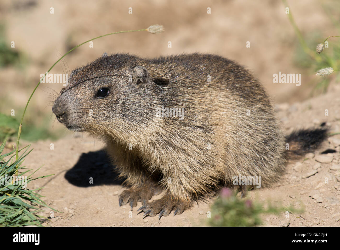Alpine marmota marmota -Fotos und -Bildmaterial in hoher Auflösung – Alamy