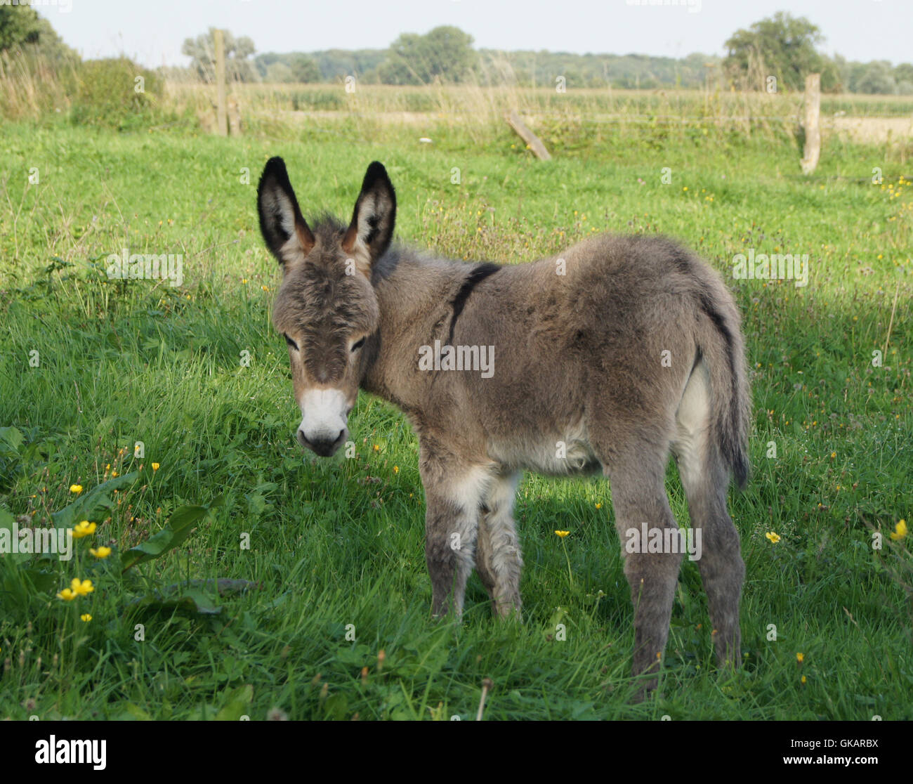 Horse Mating Stockfotos und -bilder Kaufen - Seite 2 - Alamy