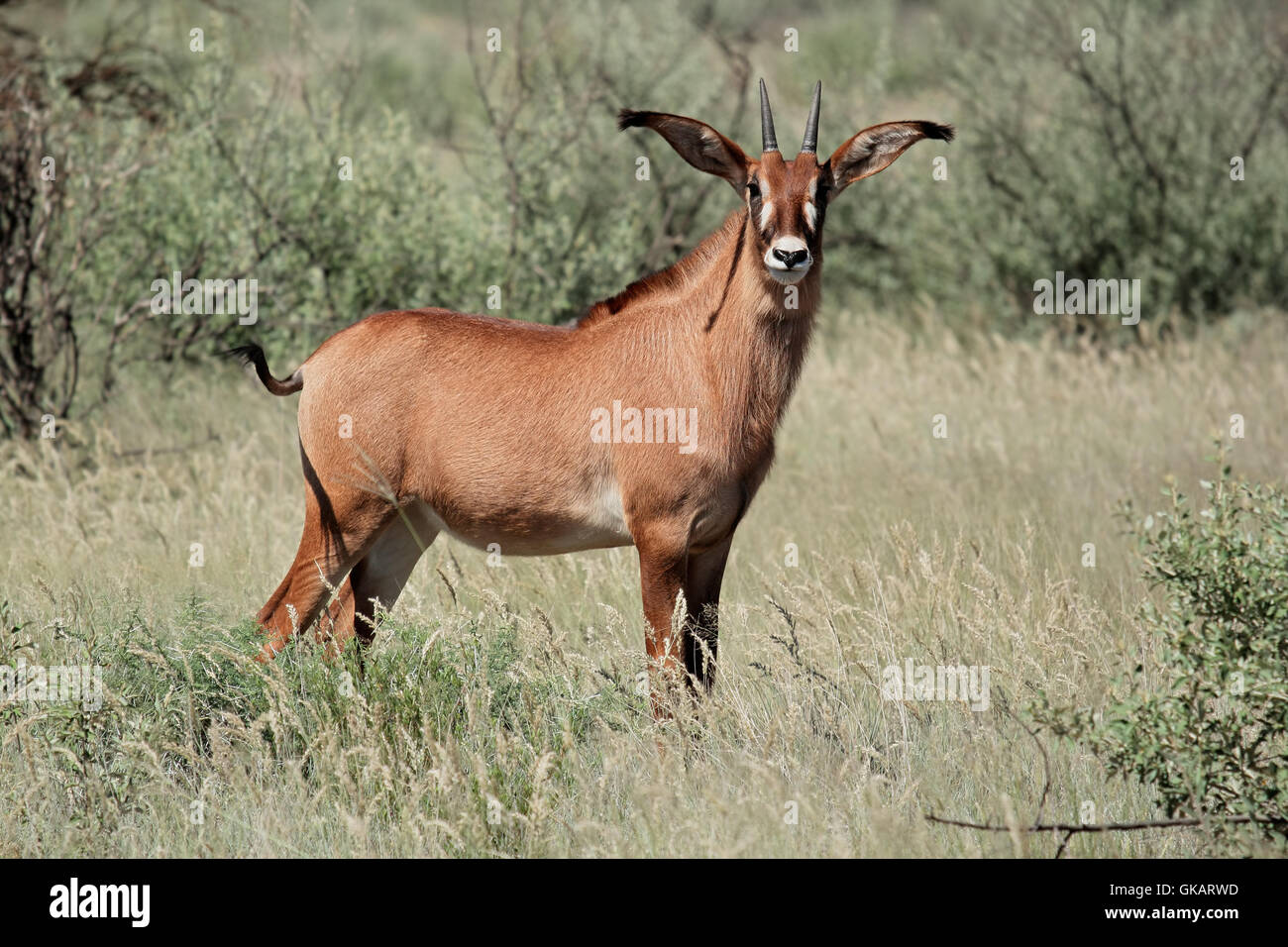Seltenes tier -Fotos und -Bildmaterial in hoher Auflösung – Alamy