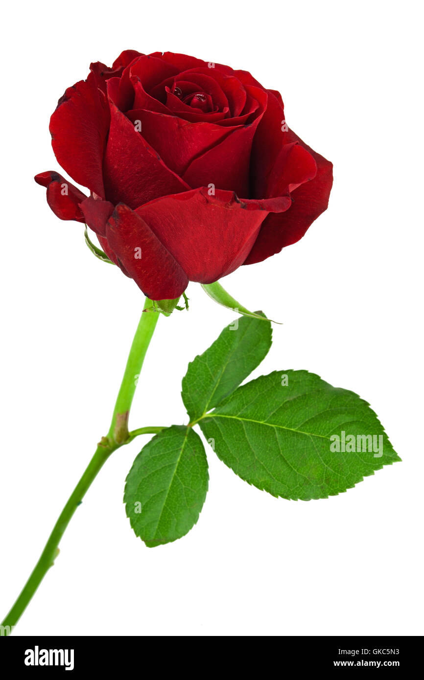 Rote mutter blume -Fotos und -Bildmaterial in hoher Auflösung - Seite 2 ...