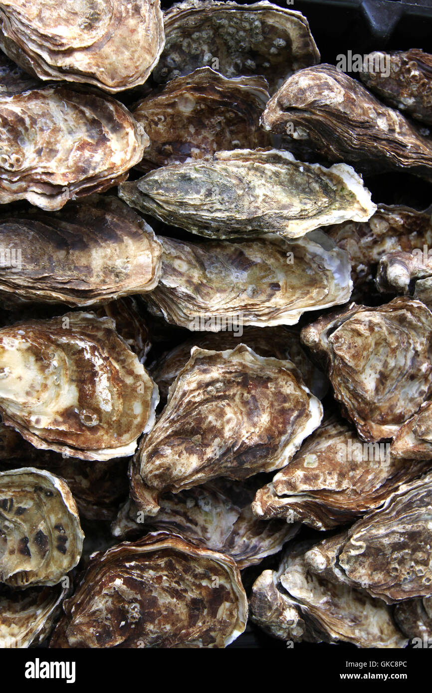 Austern in muscheln Stockfotos und -bilder Kaufen - Alamy