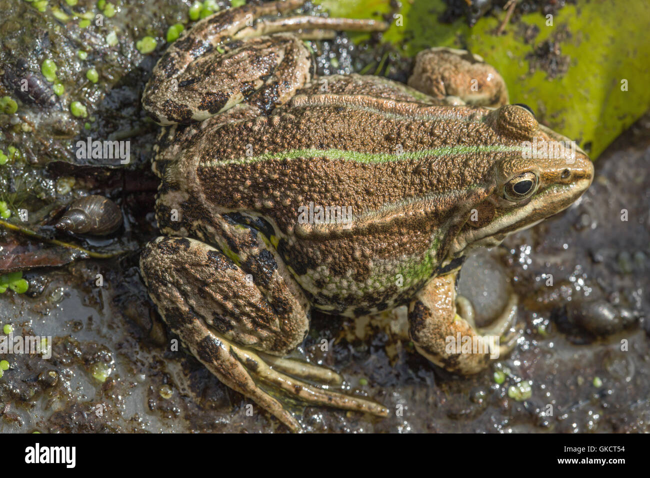 Poolfrosch pelophylax lessonae -Fotos und -Bildmaterial in hoher ...