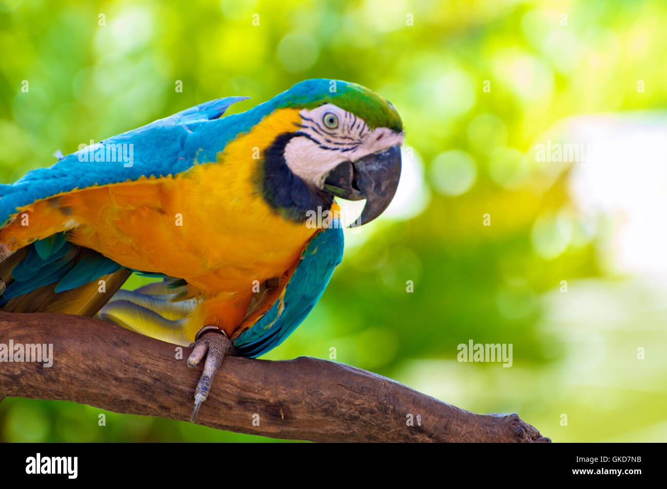 Eine farbenfrohe mexikanische Papagei Ara mit blau und Orange Federn ...