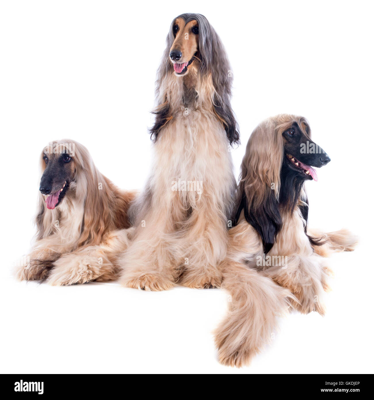 Fell Hund studio Stockfotografie - Alamy