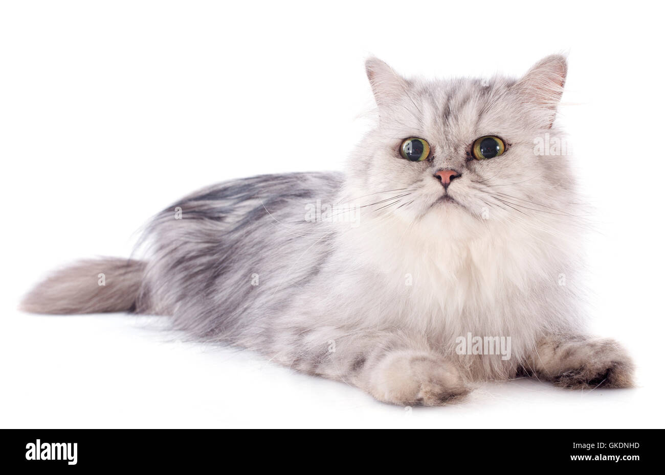 Katze baby -Fotos und -Bildmaterial in hoher Auflösung – Alamy