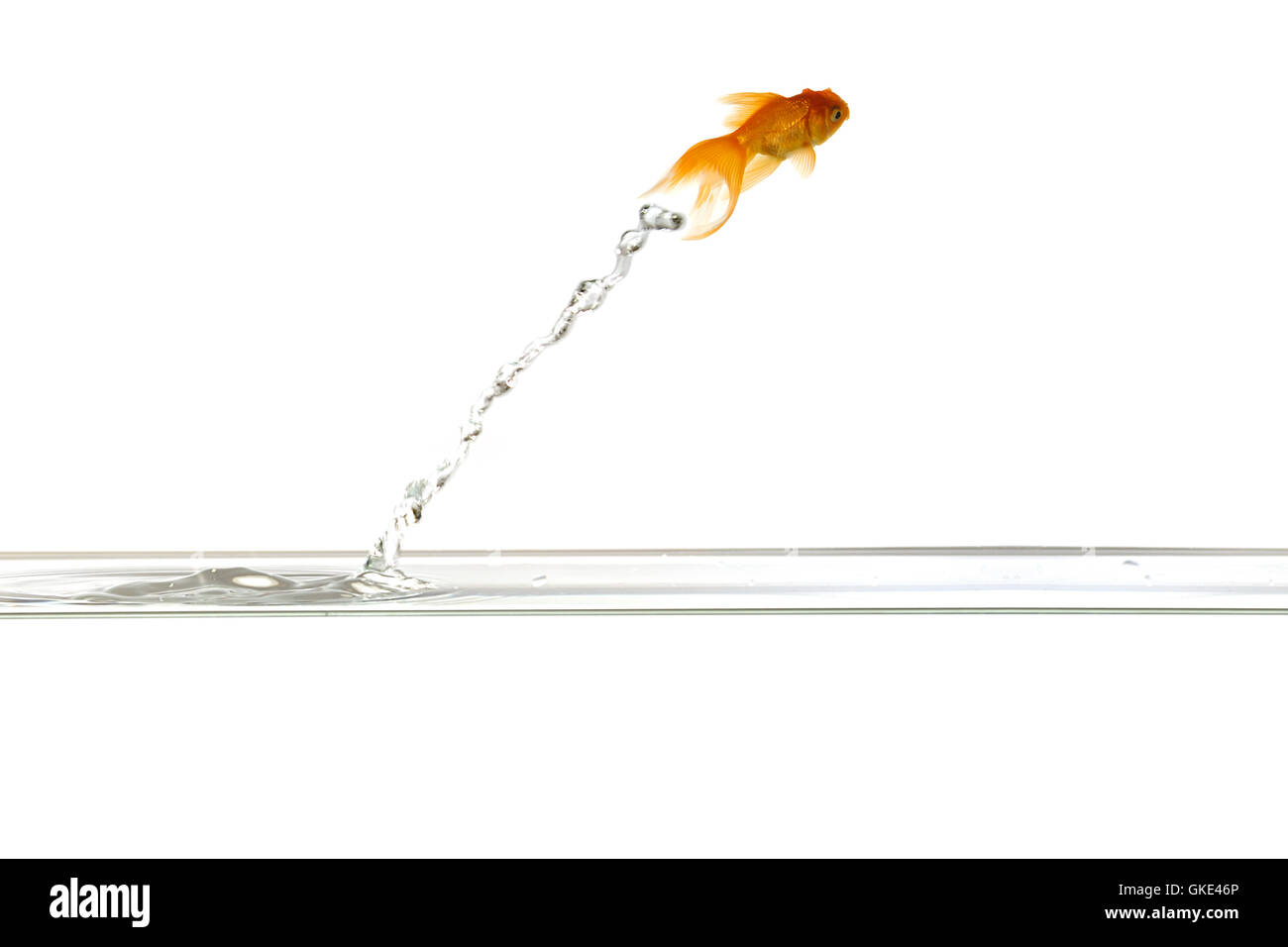 Springende goldfische -Fotos und -Bildmaterial in hoher Auflösung – Alamy