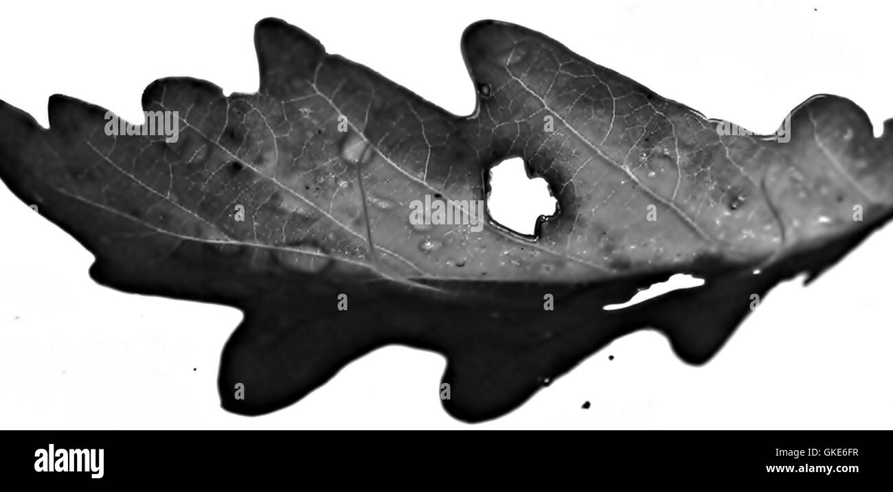 Weißes loch -Fotos und -Bildmaterial in hoher Auflösung – Alamy