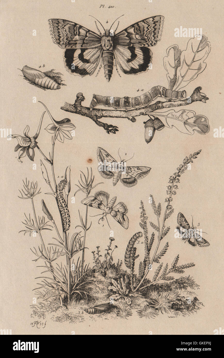 Gelbe motten -Fotos und -Bildmaterial in hoher Auflösung – Alamy